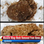 Pointe Pest Control: Your Pest Control Experts