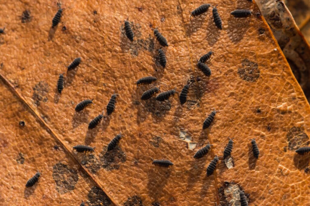 A Spring In Their Step: The Lives Of Springtails