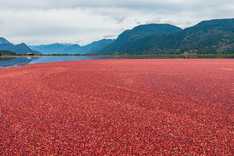 Wait — Wolf Spiders Protect Cranberry Bogs?!