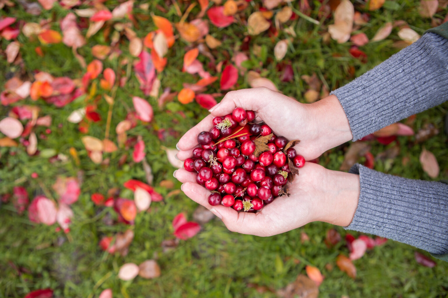 Wait — Wolf Spiders Protect Cranberry Bogs?!