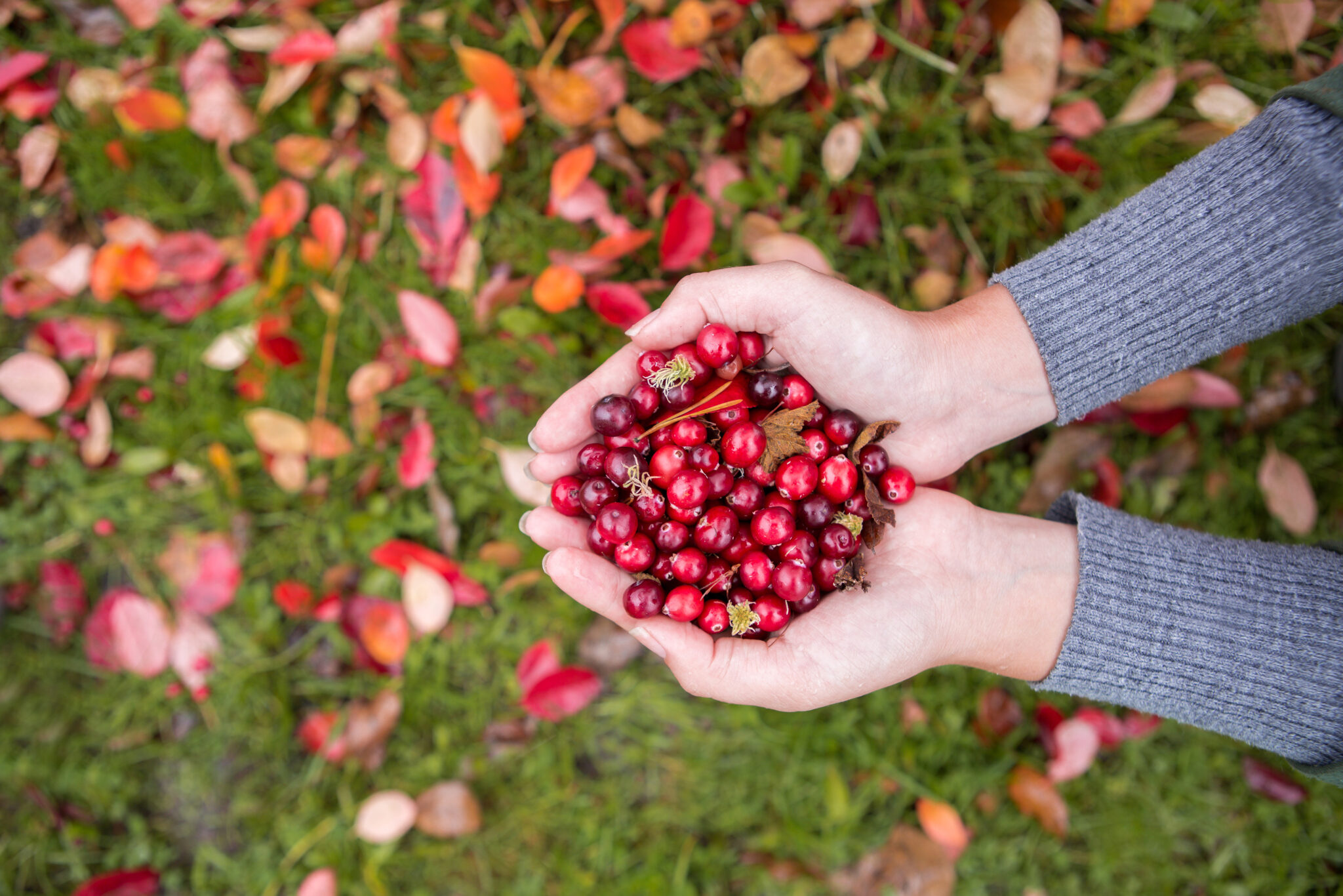 Wait — Wolf Spiders Protect Cranberry Bogs?!
