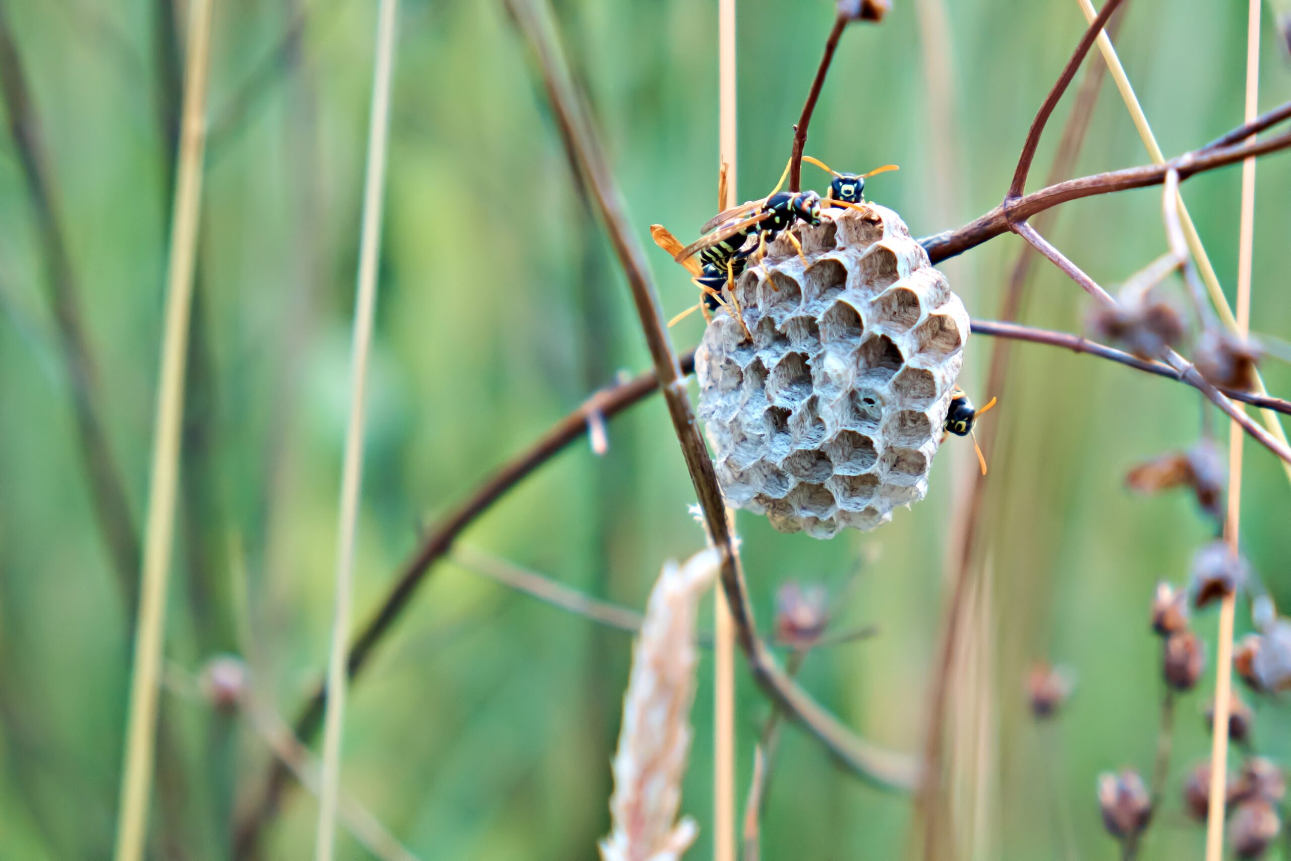 Wasp's,Nest.,A,Wasp's,Nest,With,Wasps,Sitting,On,It. - Pointe Pest Control